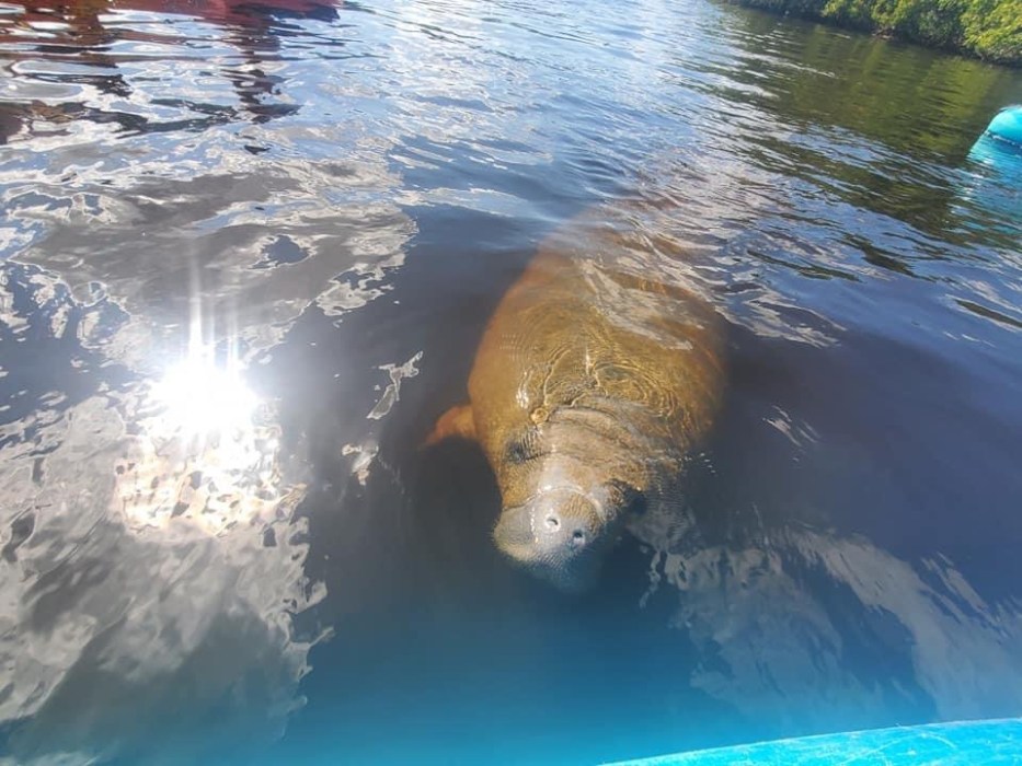 Manatee Kayak Tour - Fort Myers | Manatee Kayaking Company
