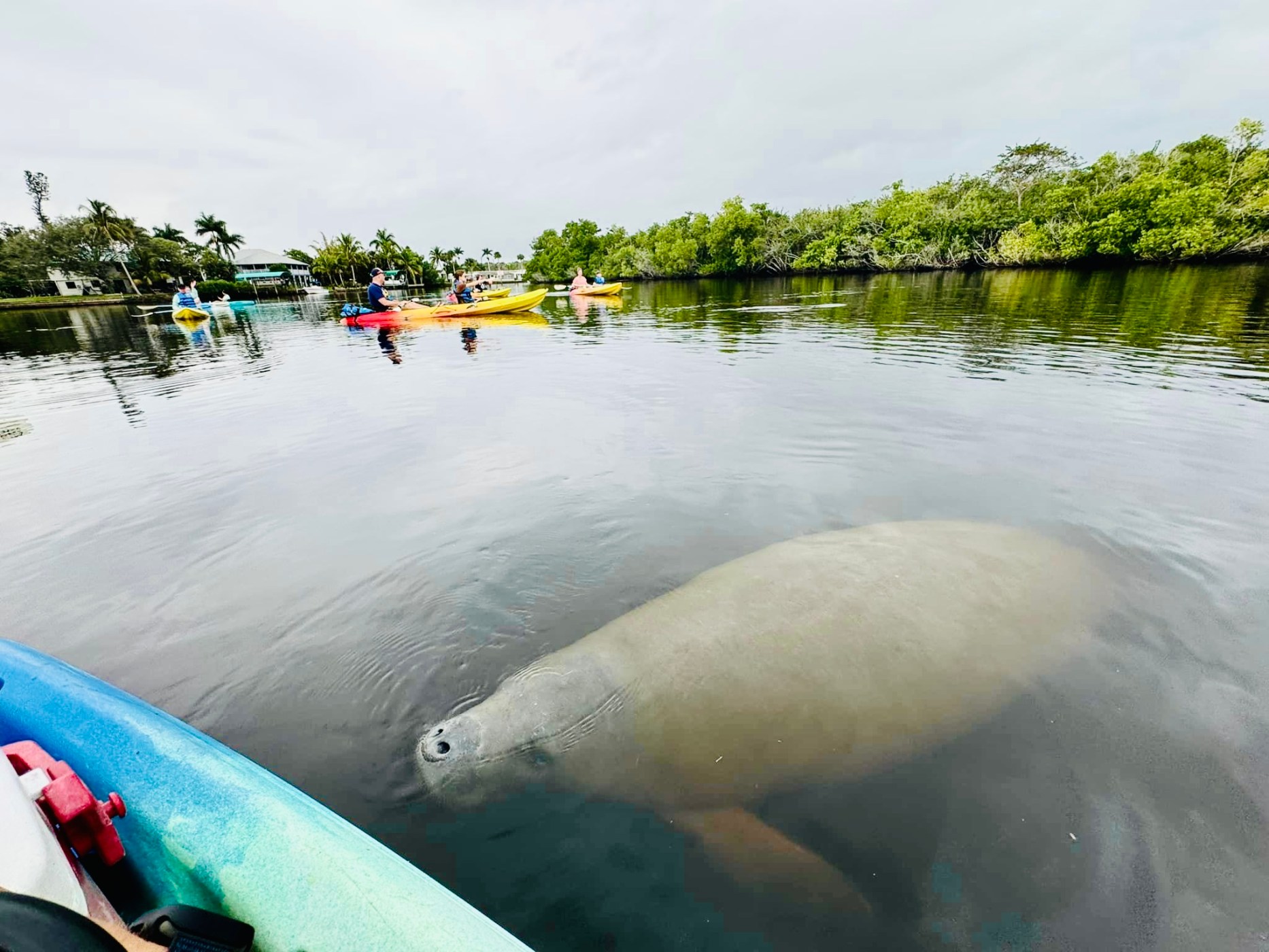 Manatee Kayaking Company | Guided Kayaking Tours in Fort Myers